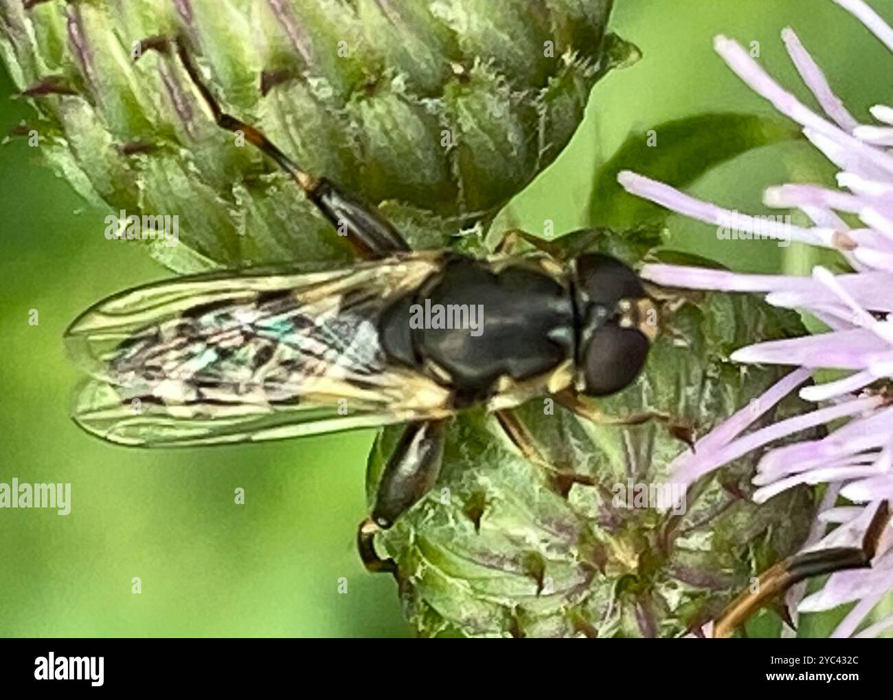 Thick-legged Hover Fly (Syritta pipiens) Insecta Stock Photo - Alamy