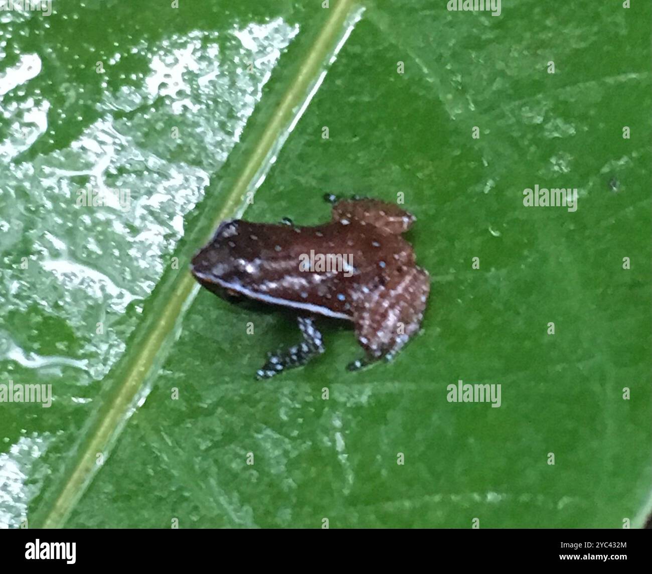 Mahanoro Digging Frog (Plethodontohyla notosticta) Amphibia Stock Photo ...