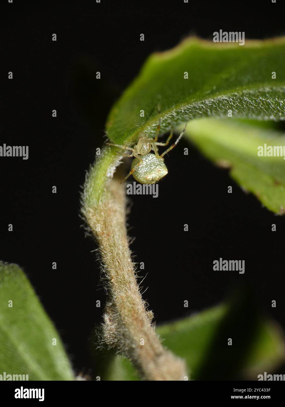 Comb-footed Spiders (Theridiidae) Arachnida Stock Photo - Alamy