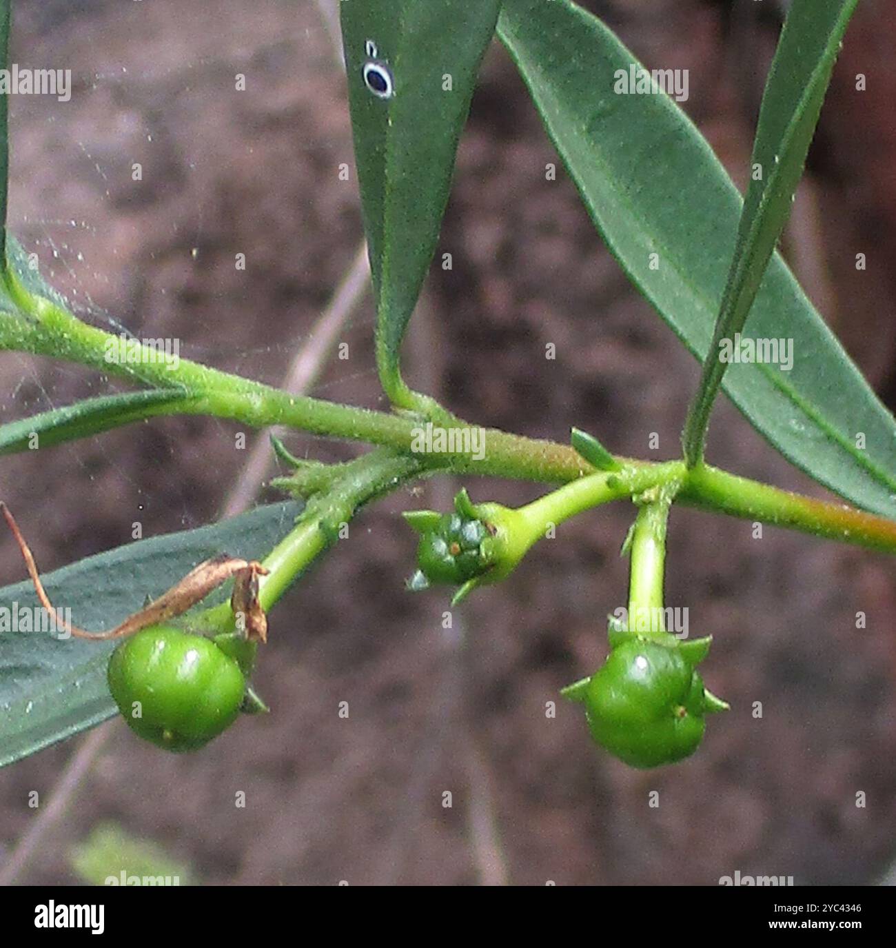 Small Honeysuckle Bush (Turraea obtusifolia) Plantae Stock Photo - Alamy