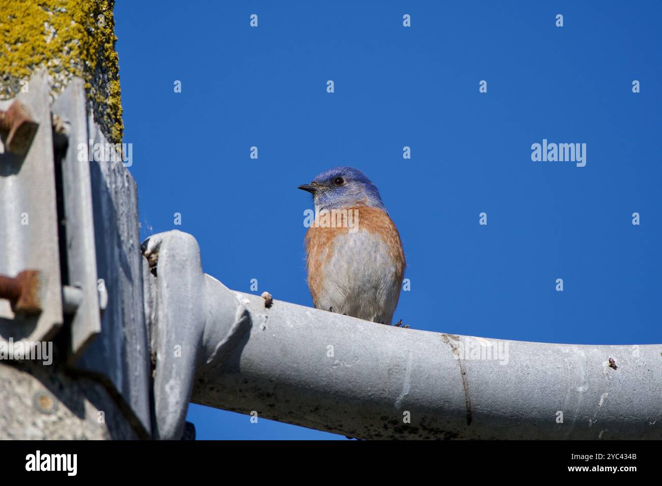 Western Bluebird (Sialia mexicana) Aves Stock Photo - Alamy