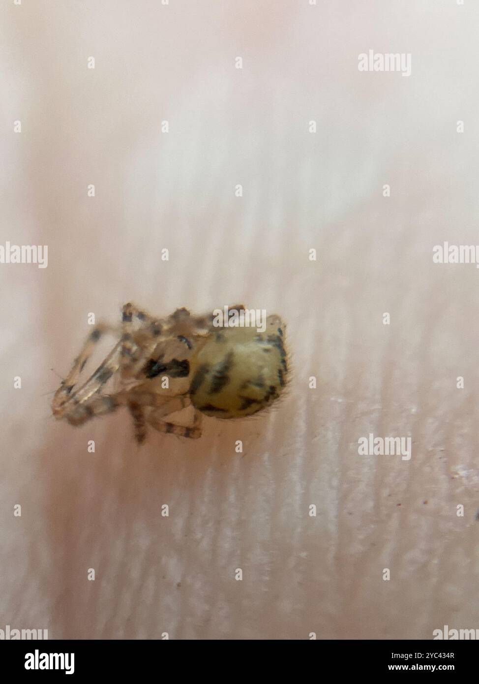 Cave spider (Nesticus cellulanus) Arachnida Stock Photo - Alamy