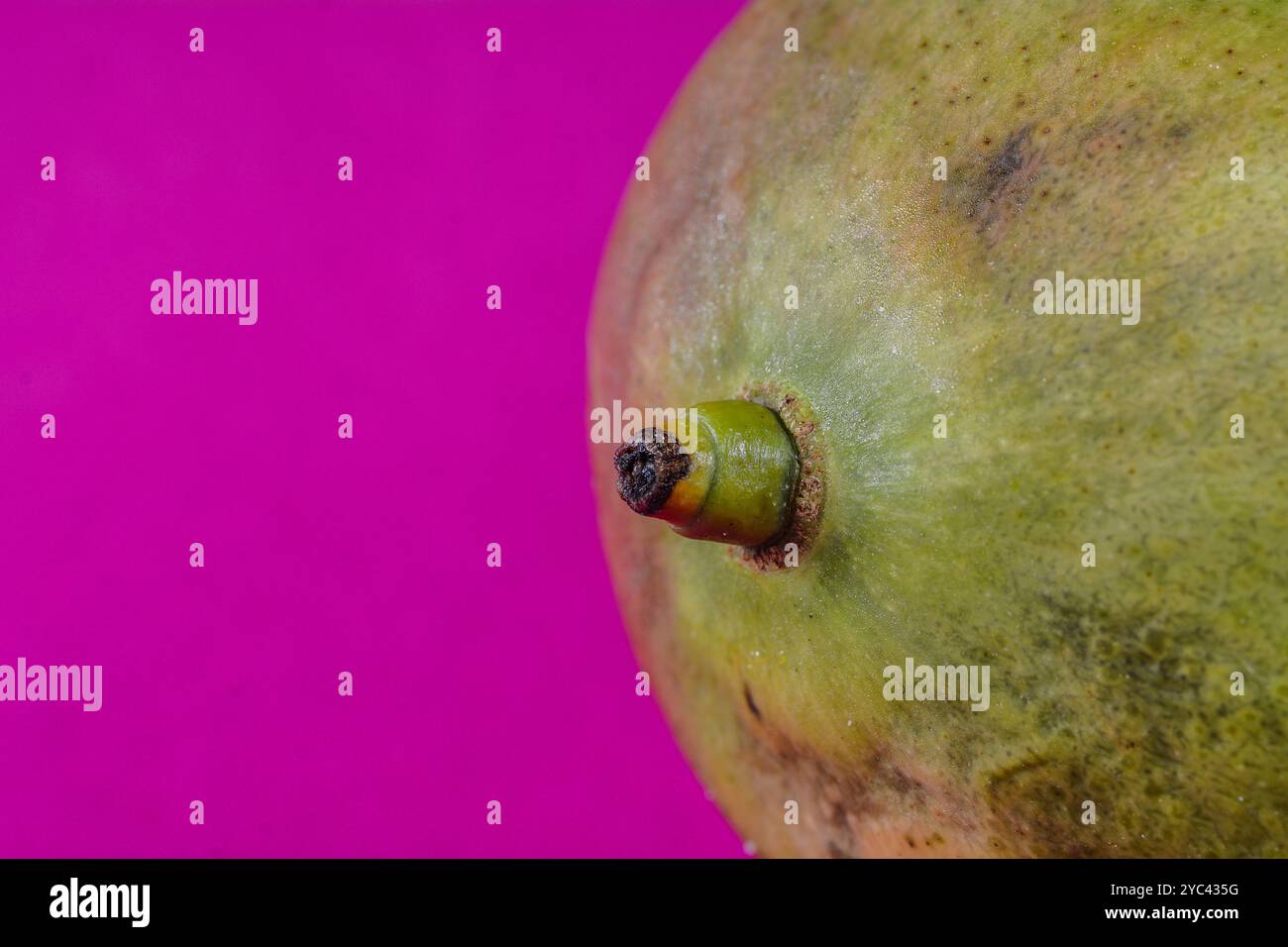 Ripe single mango fruit in studio isolated with text space Stock Photo ...