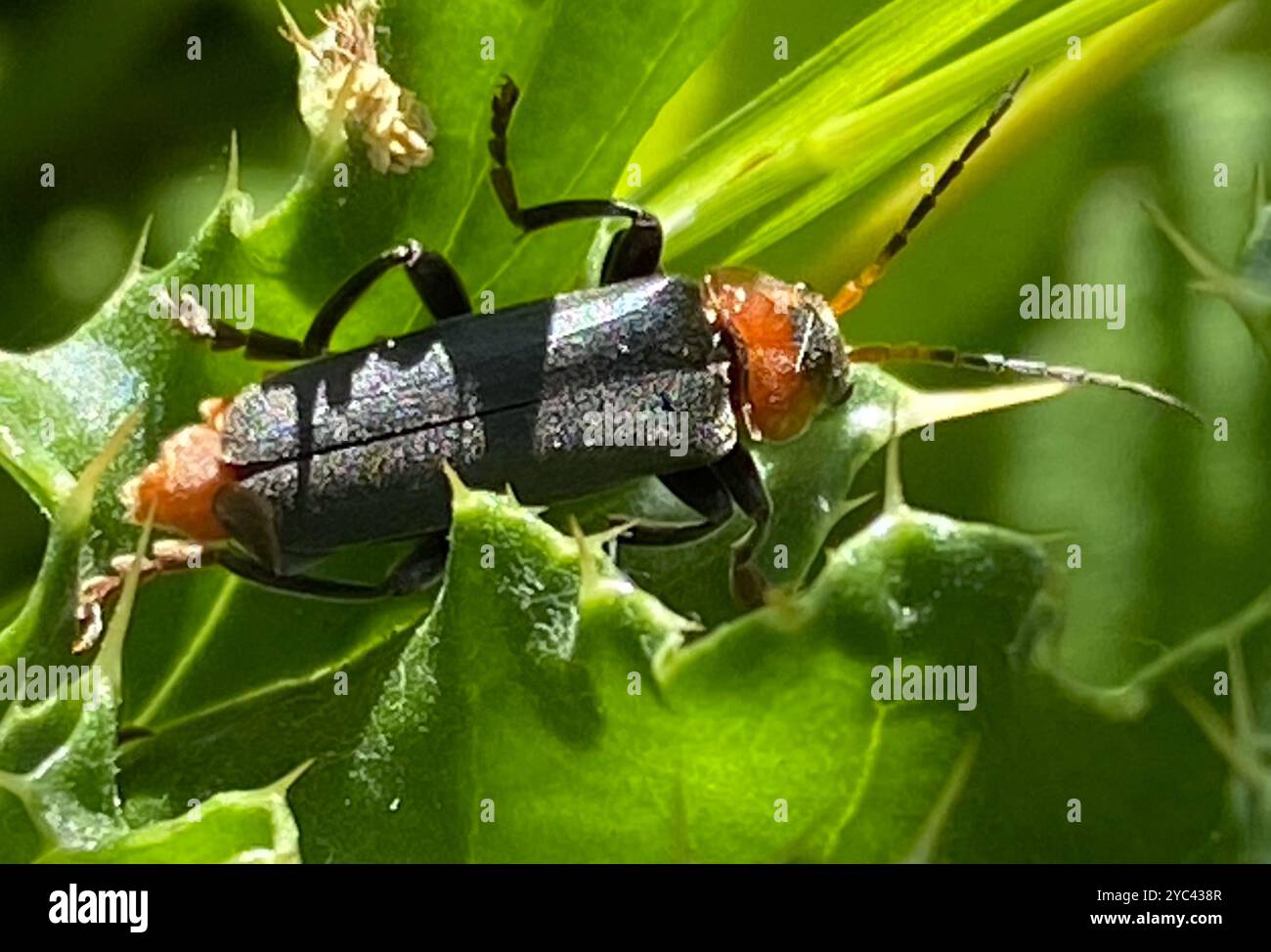 Dark Sailor Beetle (Cantharis fusca) Insecta Stock Photo - Alamy