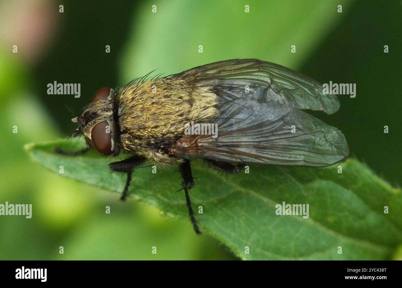 Cluster Flies (Pollenia) Insecta Stock Photo - Alamy