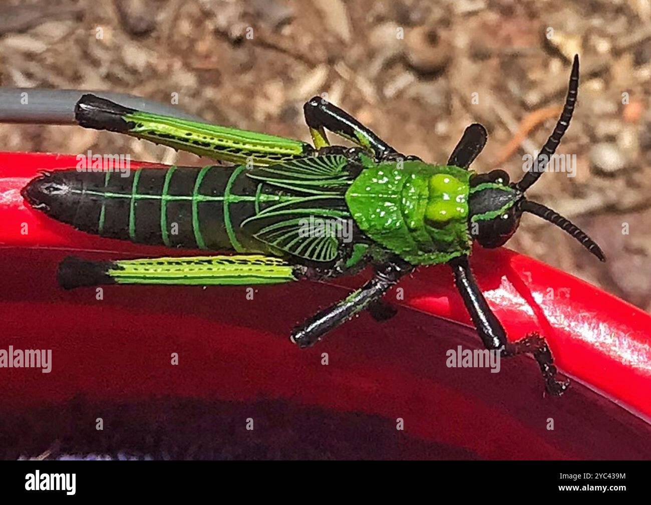 Leprous Milkweed Locust (Phymateus leprosus) Insecta Stock Photo - Alamy