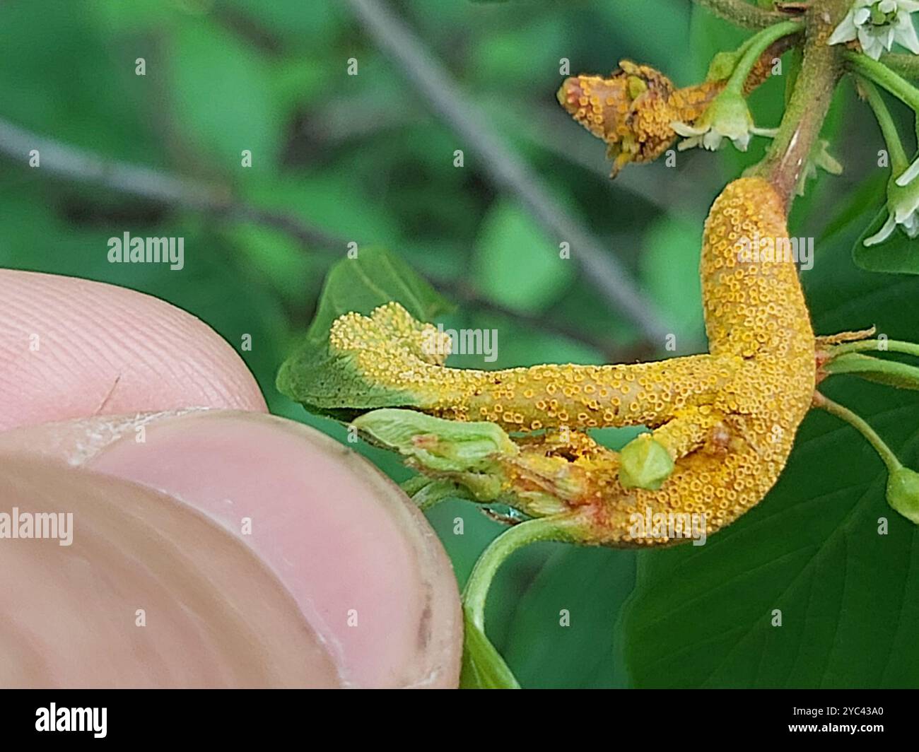 Crown Rust (Puccinia coronata) Fungi Stock Photo - Alamy