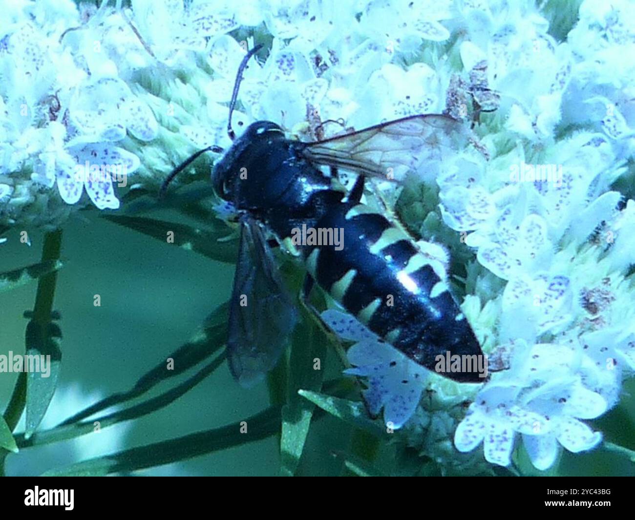 Four-banded Stink Bug Wasp (Bicyrtes quadrifasciatus) Insecta Stock ...