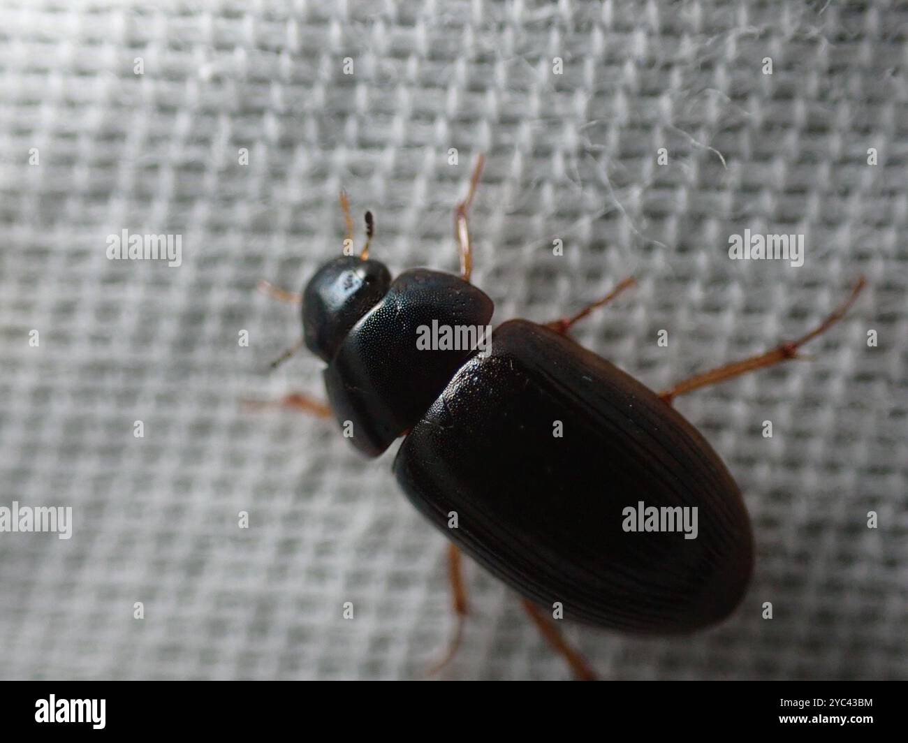 Swampy Water Scavenger (Hydrobius fuscipes) Insecta Stock Photo - Alamy