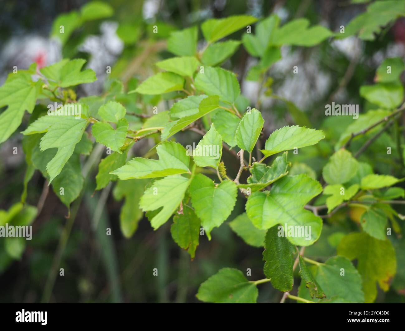 Korean mulberry (Morus indica) Plantae Stock Photo - Alamy