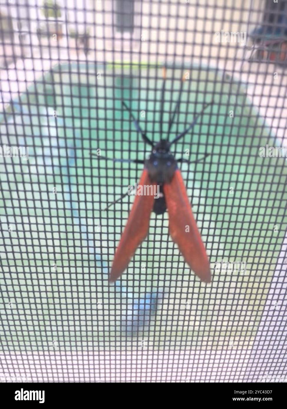 Spotted Oleander Moth (Empyreuma pugione) Insecta Stock Photo - Alamy