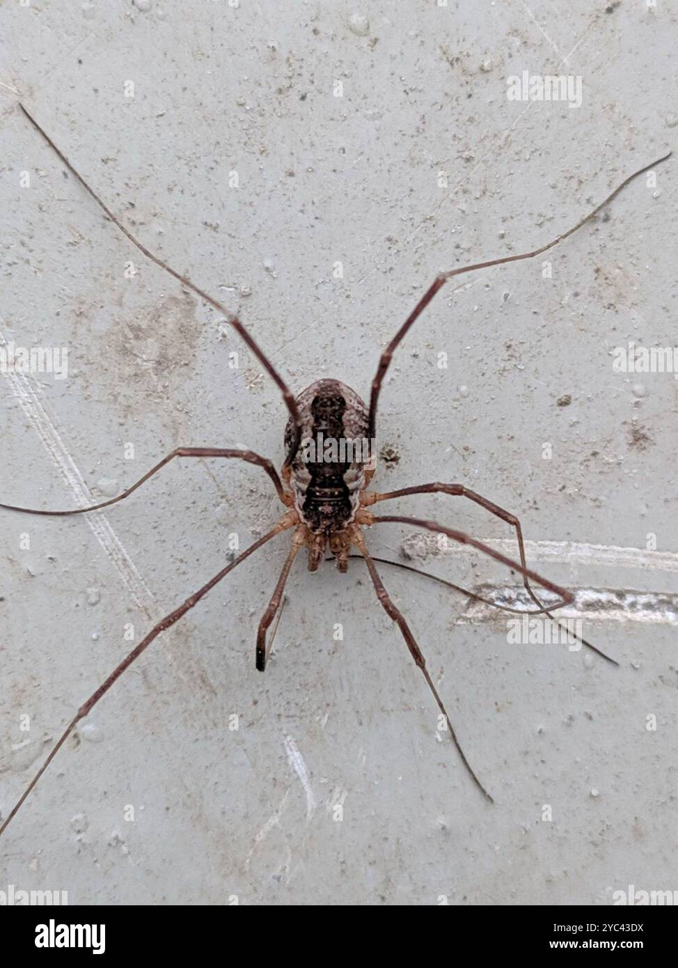 Mitopus morio hi-res stock photography and images - Alamy