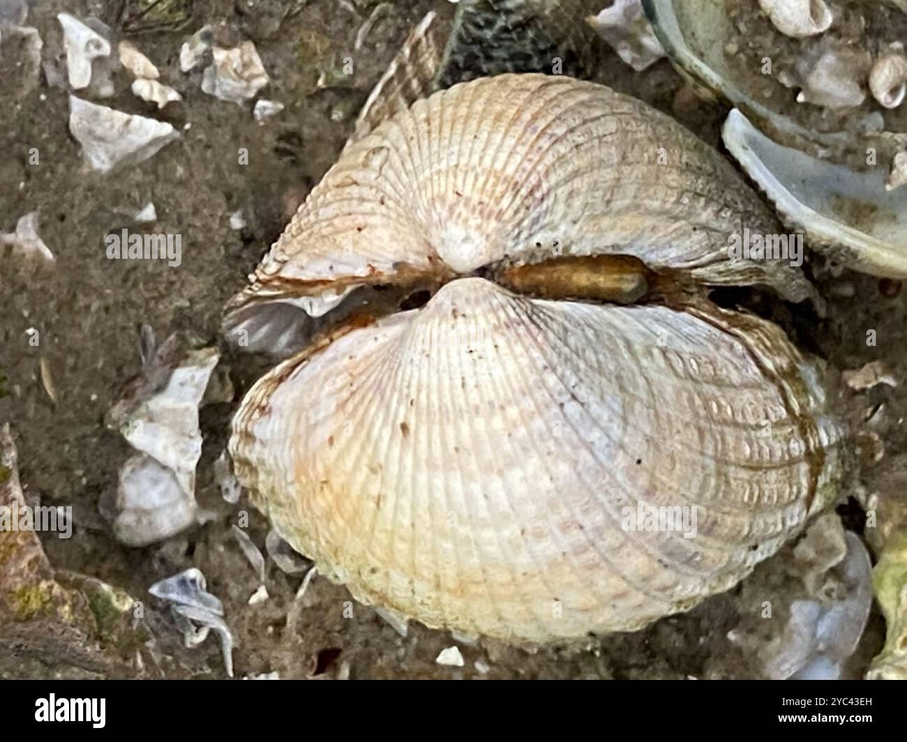 Common Cockle (Cerastoderma edule) Mollusca Stock Photo - Alamy