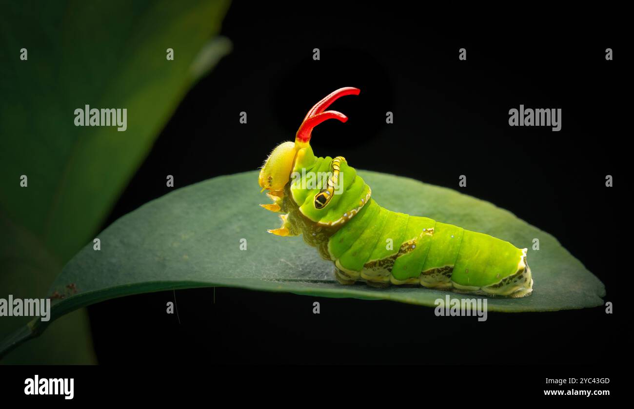 Papilio garamas caterpillar Stock Photo - Alamy