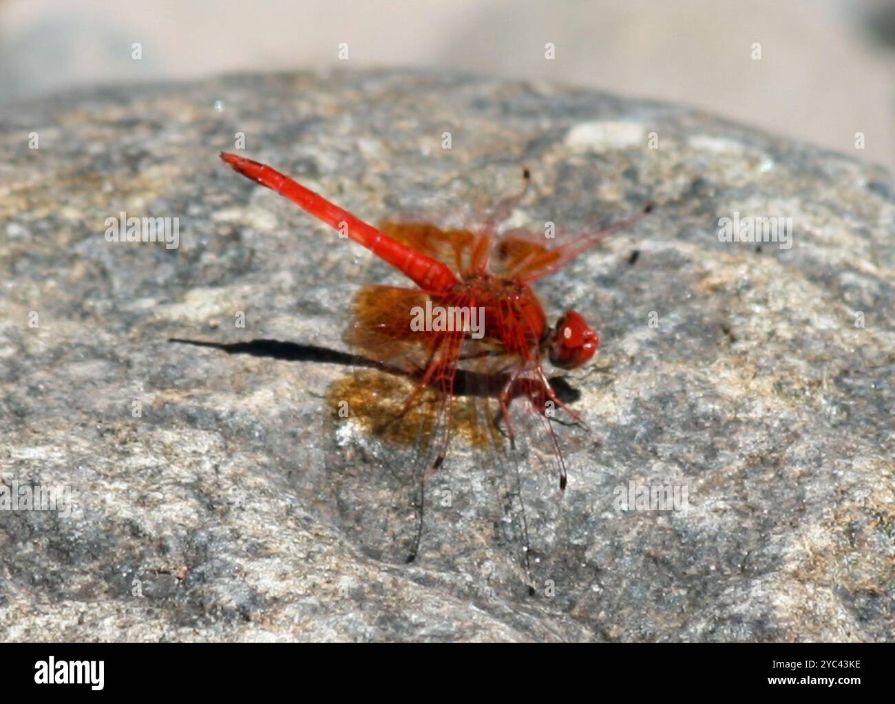 Orange-winged Dropwing (Trithemis kirbyi) Insecta Stock Photo - Alamy