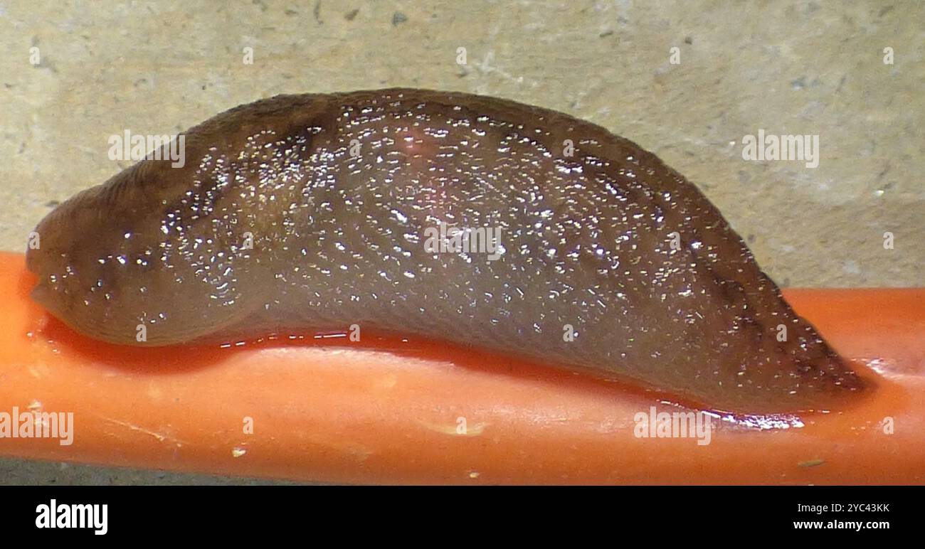 Threeband Slugs (Ambigolimax) Mollusca Stock Photo - Alamy