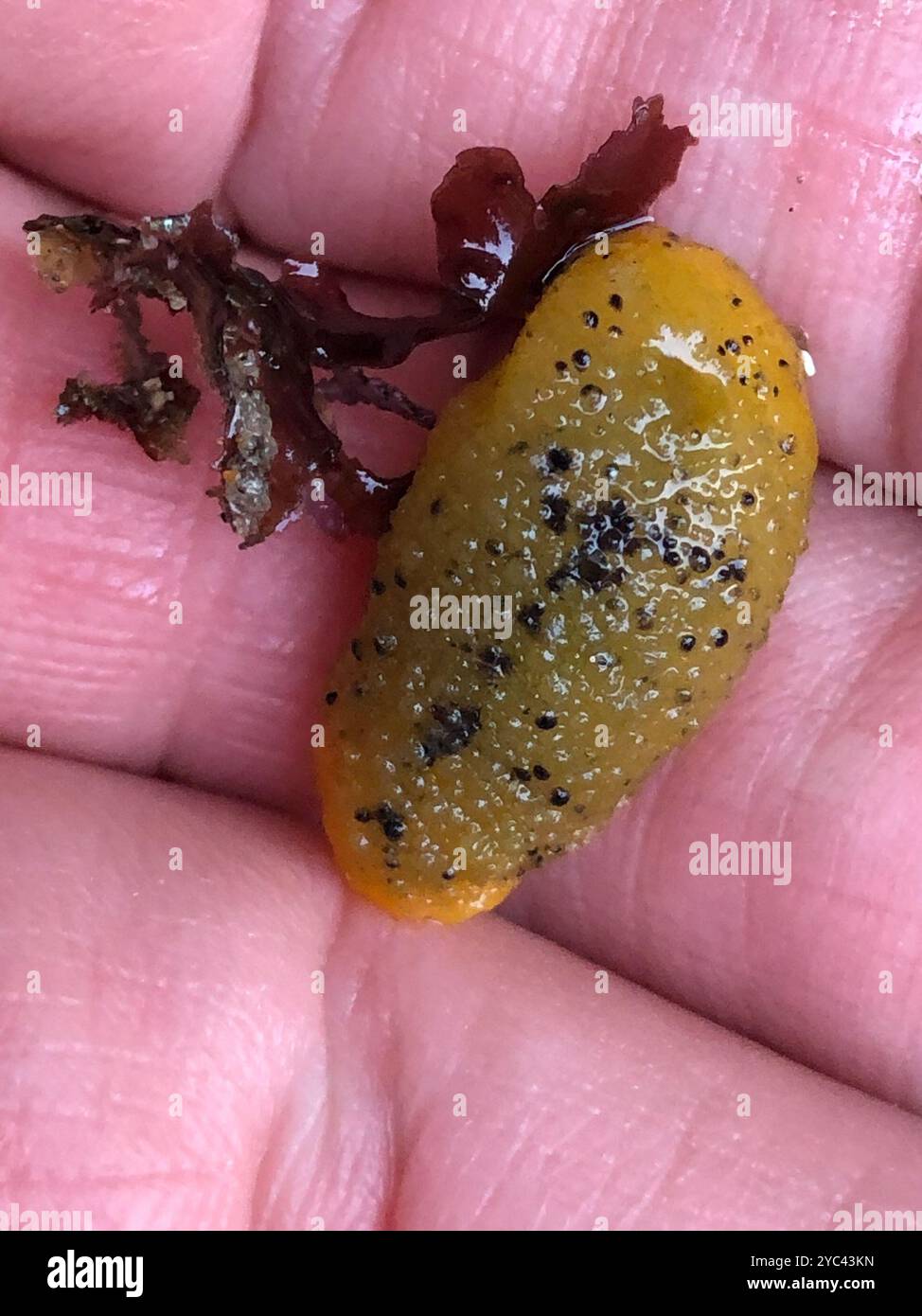 Monterey Dorid (Doris montereyensis) Mollusca Stock Photo - Alamy