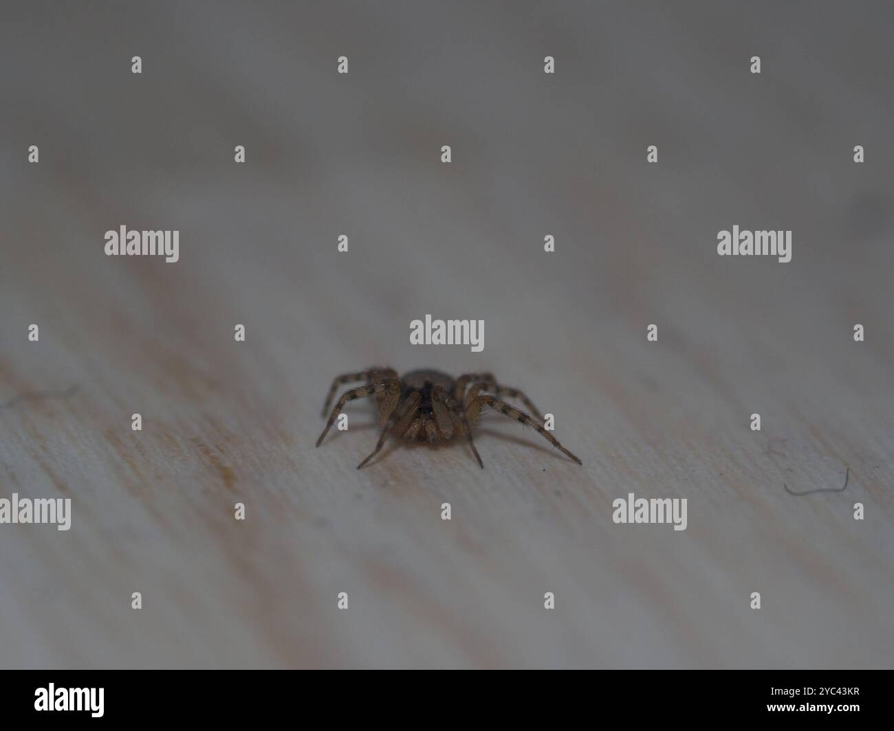 Wall Spider (Oecobius navus) Arachnida Stock Photo - Alamy