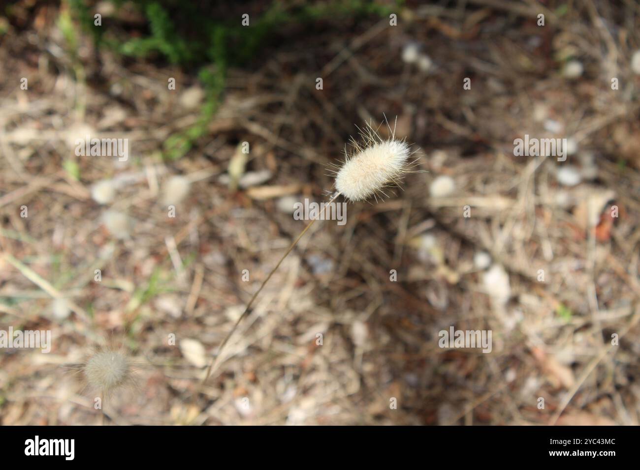 Hare's Tail Grass (Lagurus ovatus) Plantae Stock Photo - Alamy