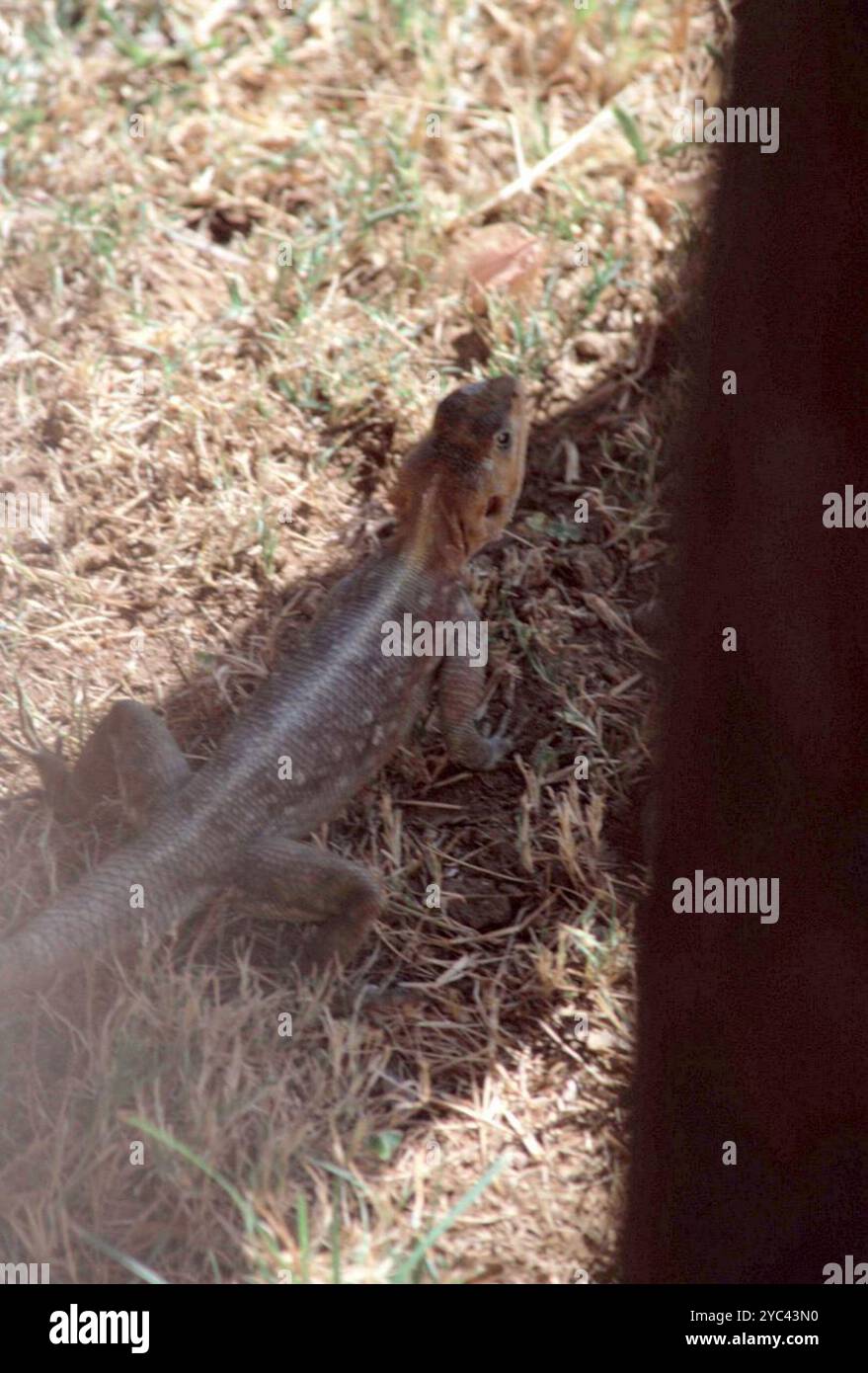 Lionotus hi-res stock photography and images - Alamy