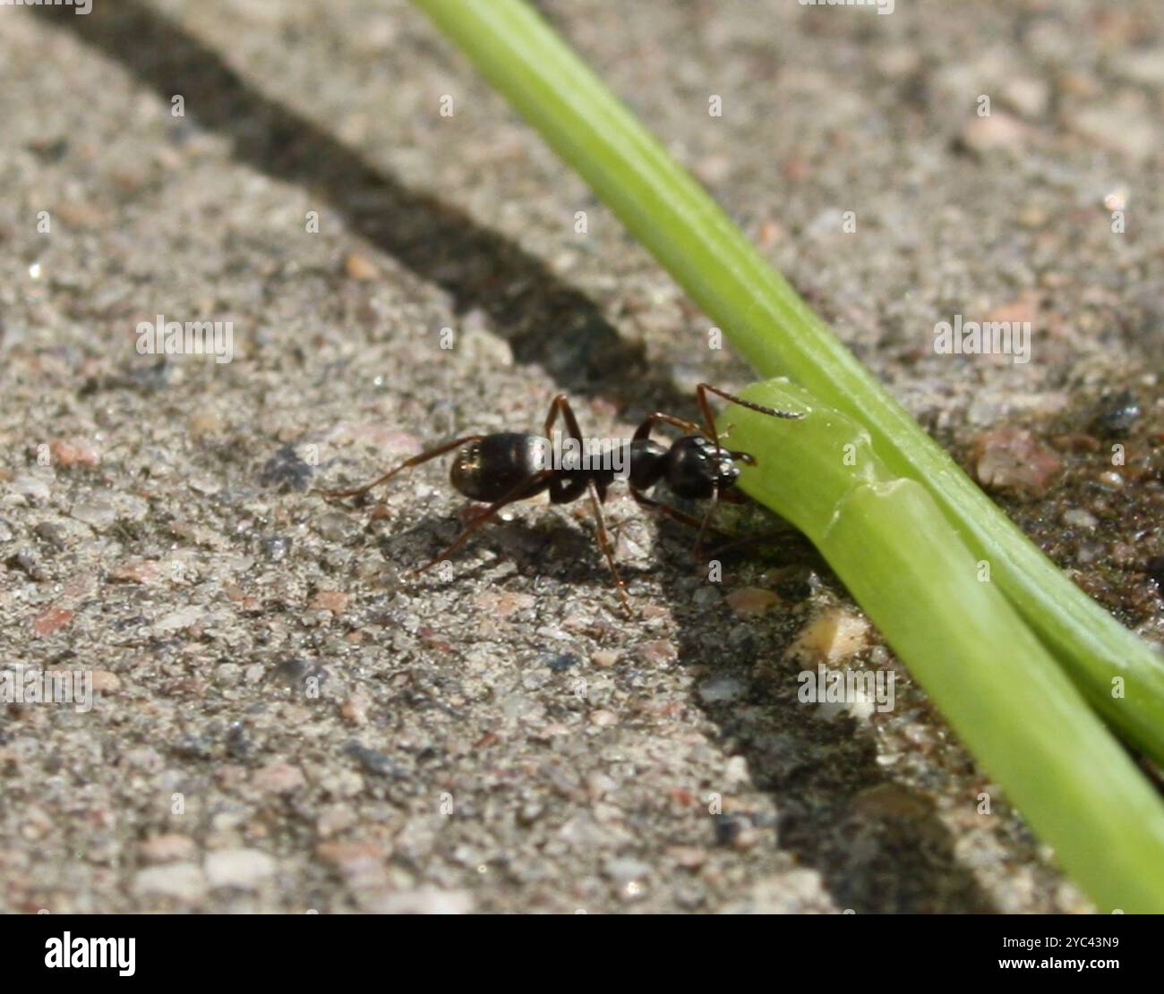 fusca-group Field Ants and Allies (Formica fusca) Insecta Stock Photo ...