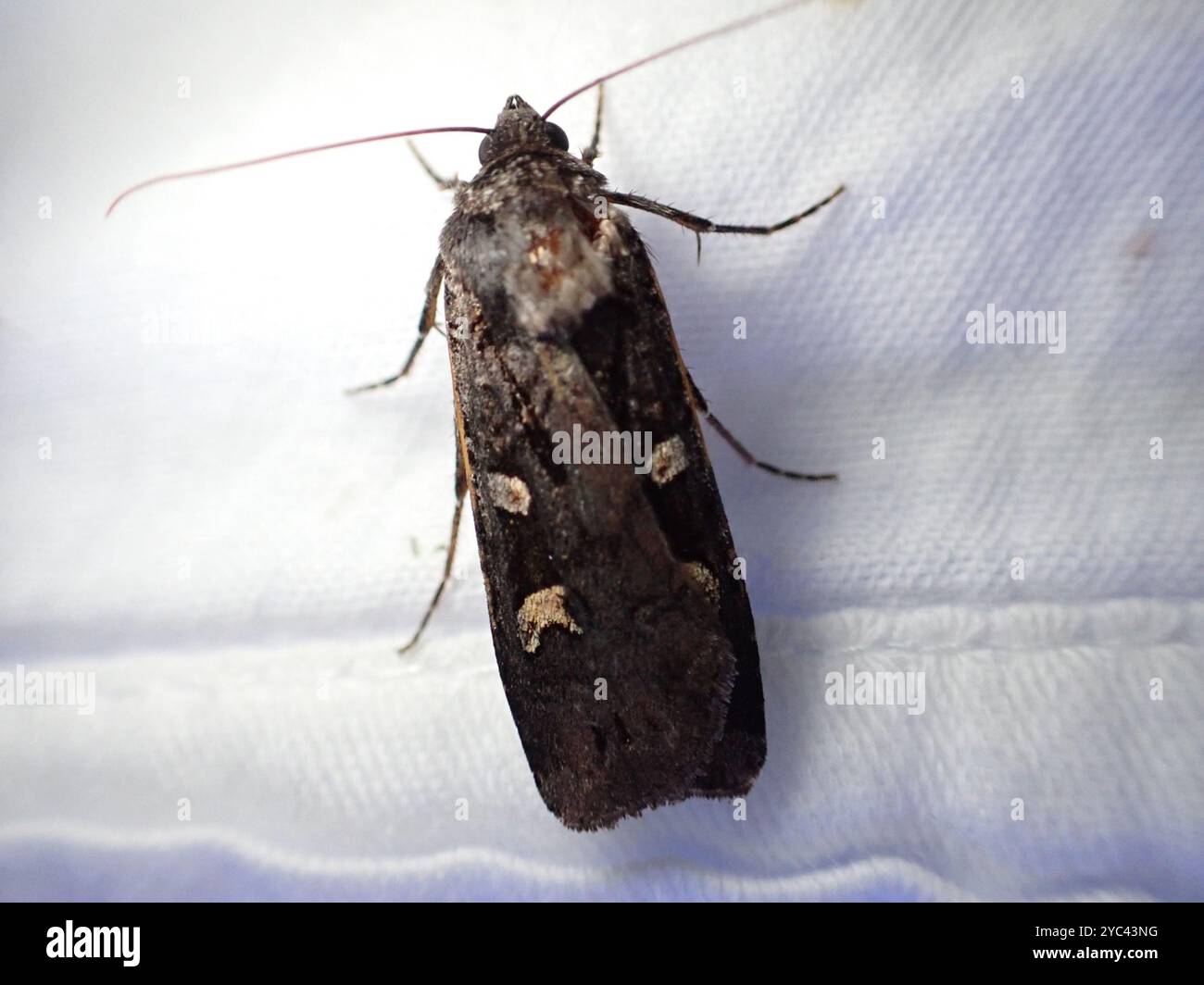 Finnish Dart (Actebia fennica) Insecta Stock Photo - Alamy