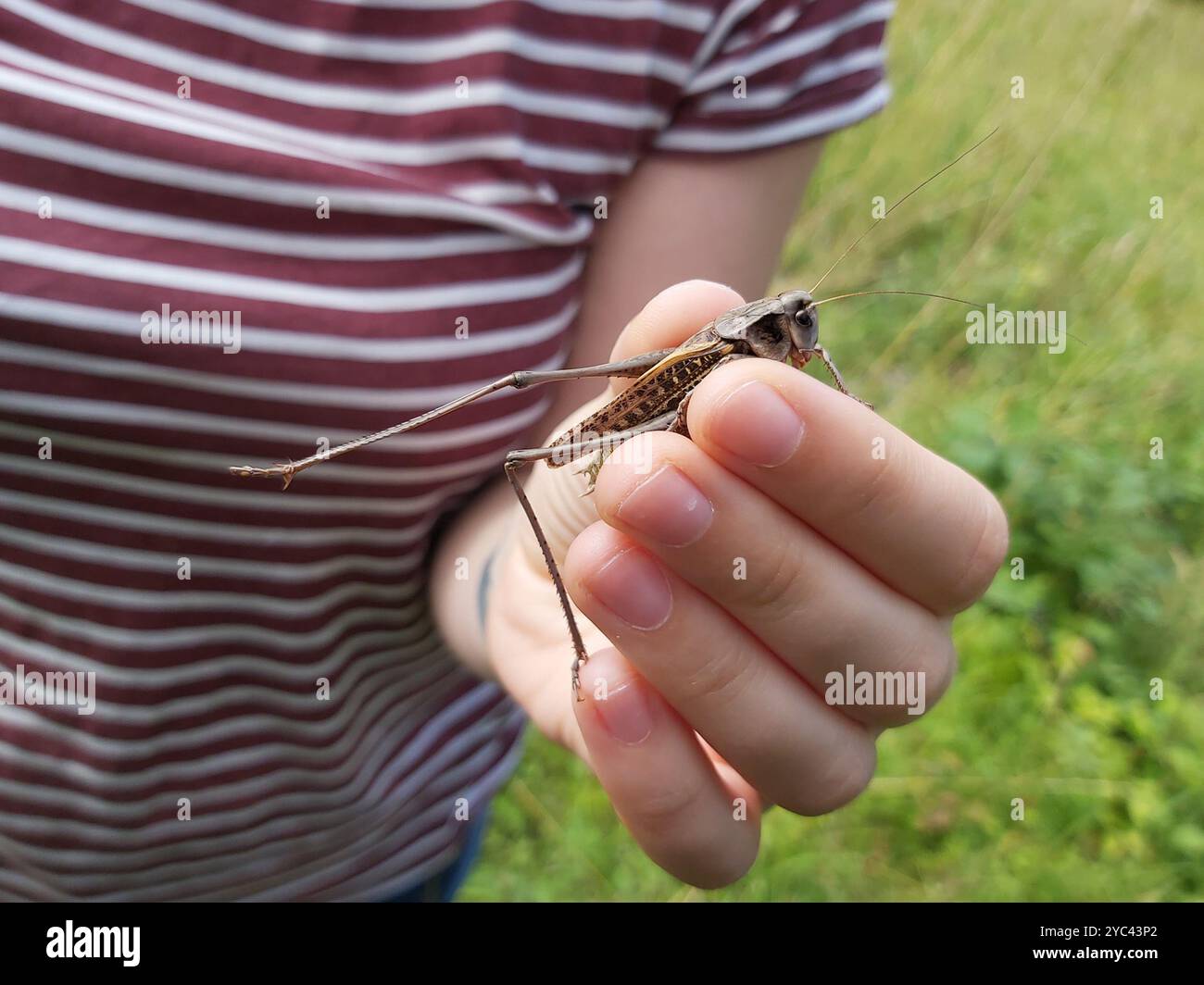 Wart-biter (Decticus verrucivorus) Insecta Stock Photo - Alamy