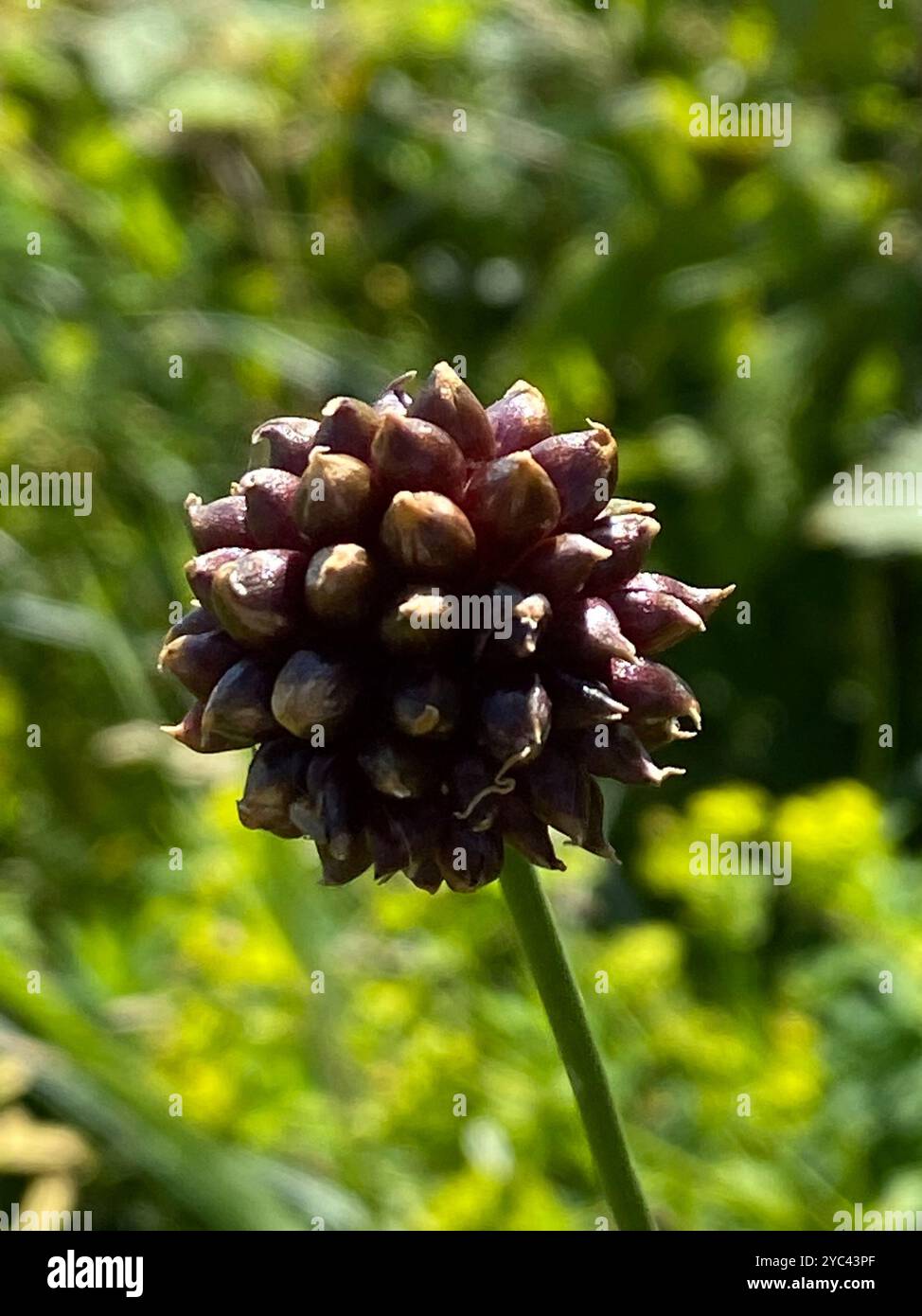 wild garlic (Allium vineale) Plantae Stock Photo - Alamy