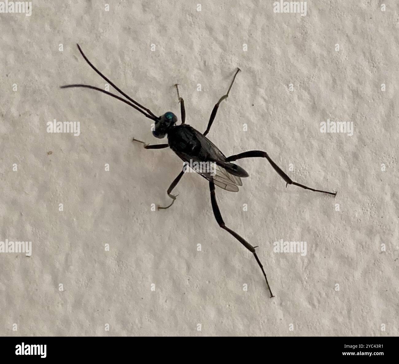 Blue-eyed Ensign Wasp (Evania appendigaster) Insecta Stock Photo - Alamy