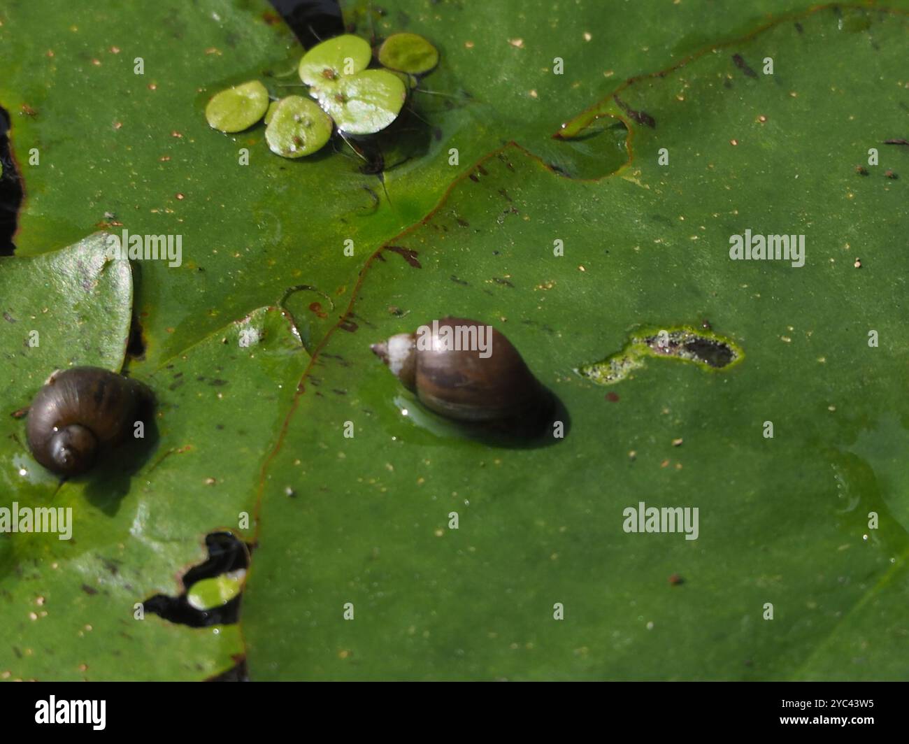 Melantho hi-res stock photography and images - Alamy