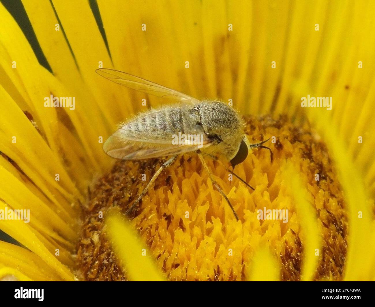 Krymensis hi-res stock photography and images - Alamy