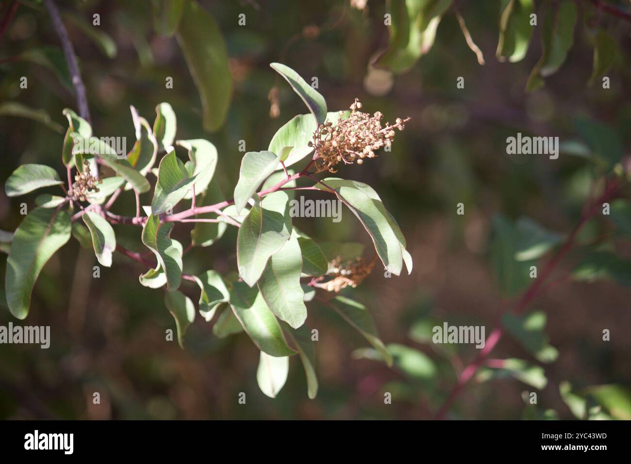 laurel sumac (Malosma laurina) Plantae Stock Photo - Alamy
