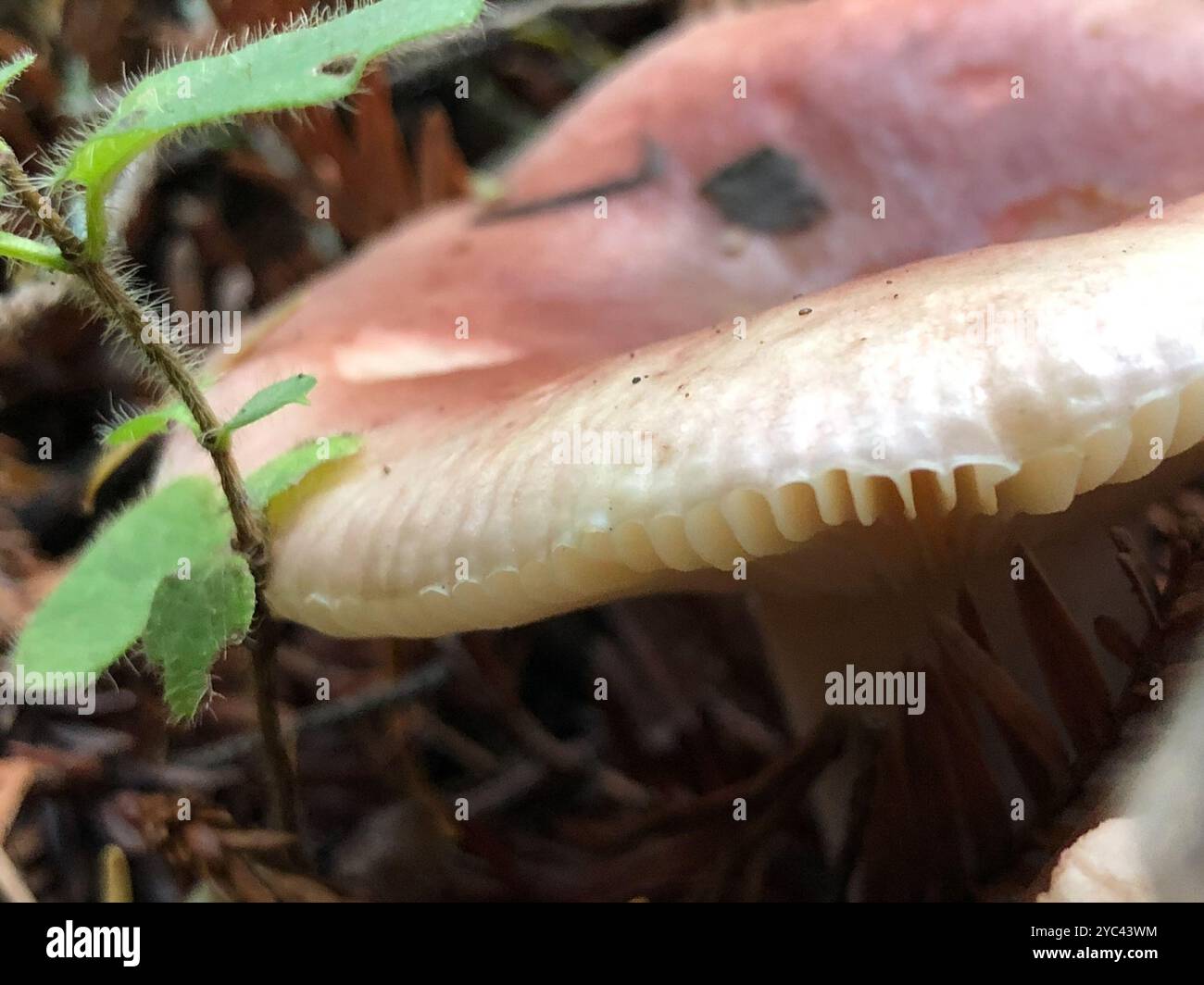 Purple Brittlegill (Russula atropurpurea) Fungi Stock Photo - Alamy