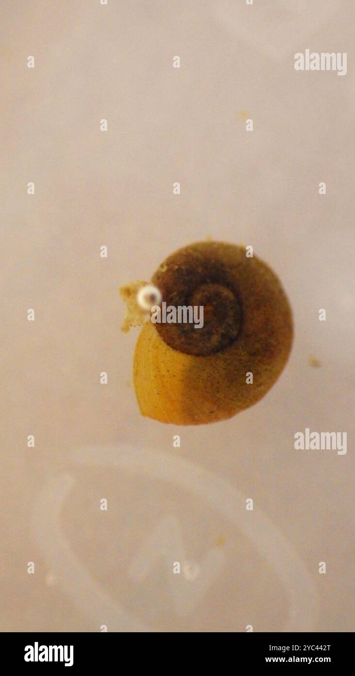 Gastropods (Gastropoda) Mollusca Stock Photo - Alamy