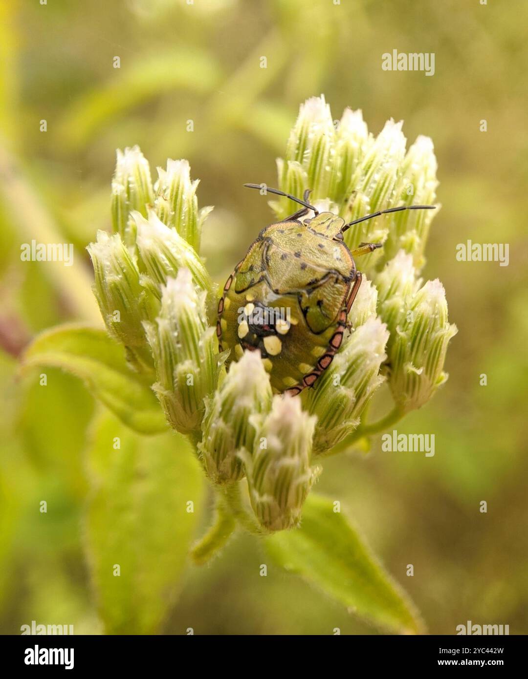 Southern Green Stink Bug (Nezara viridula) Insecta Stock Photo - Alamy