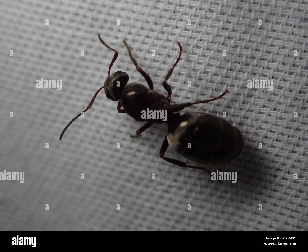 fusca-group Field Ants and Allies (Formica fusca) Insecta Stock Photo ...