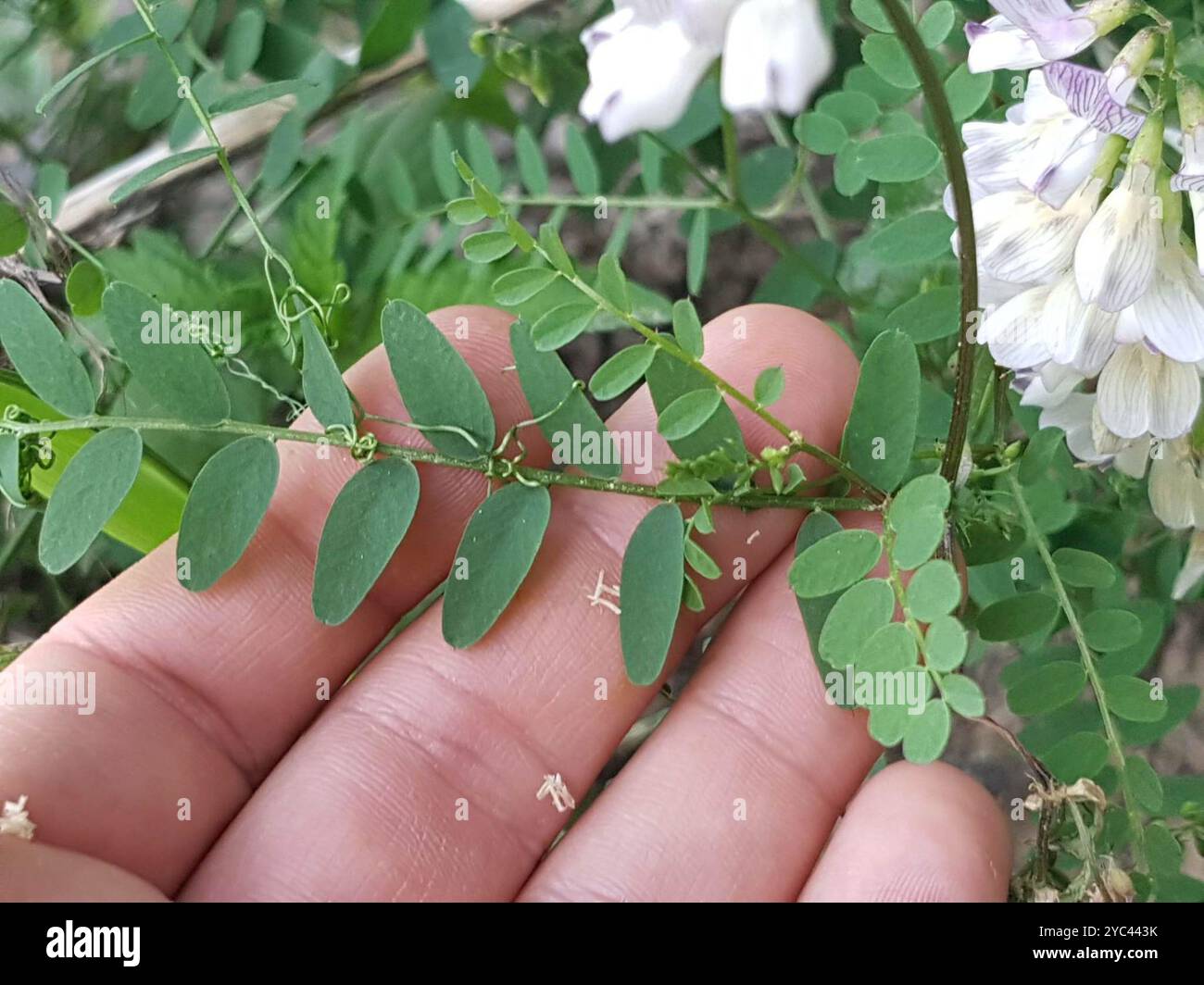 Wood Vetch (Vicia sylvatica) Plantae Stock Photo - Alamy