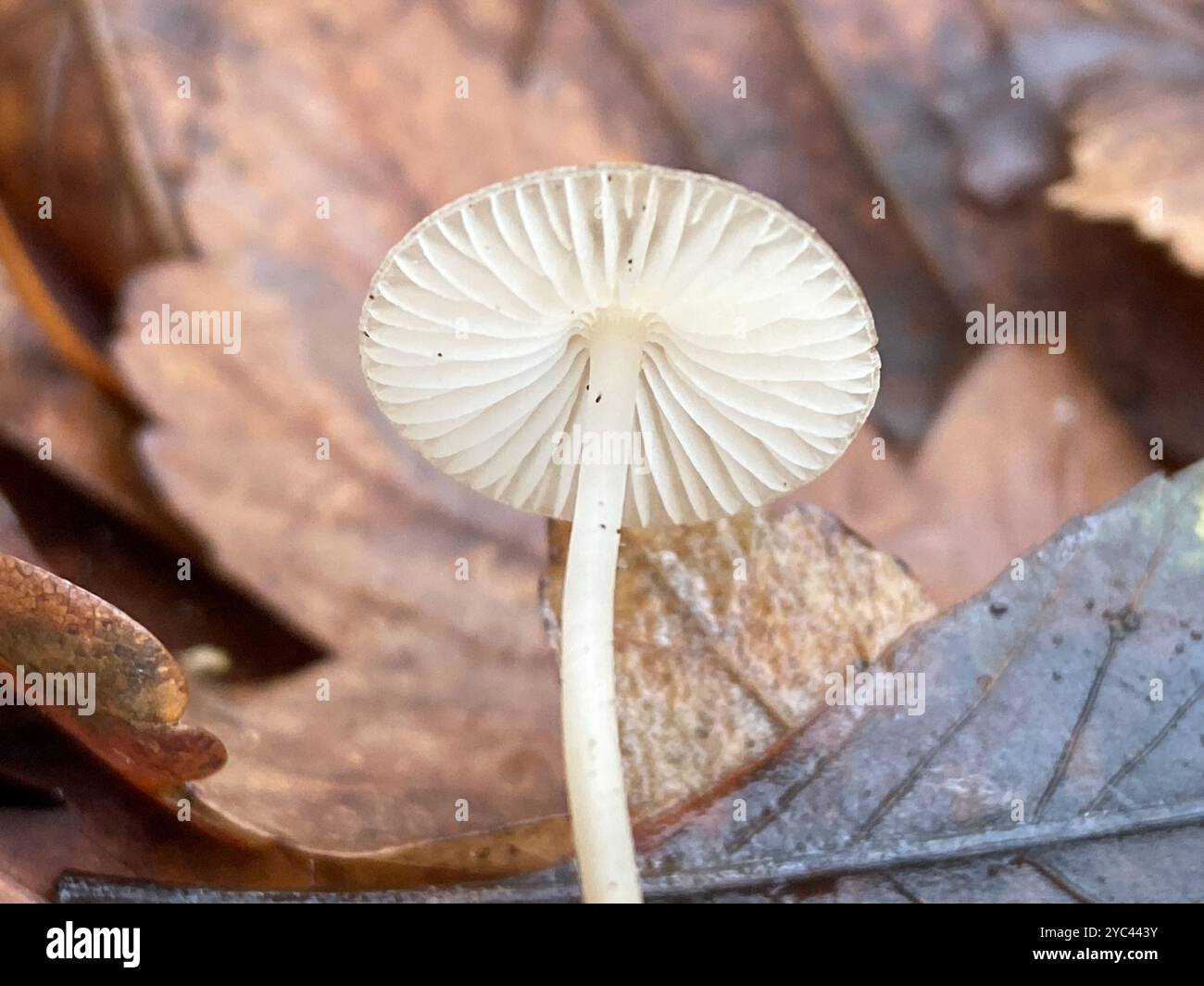 common bonnet (Mycena galericulata) Fungi Stock Photo - Alamy