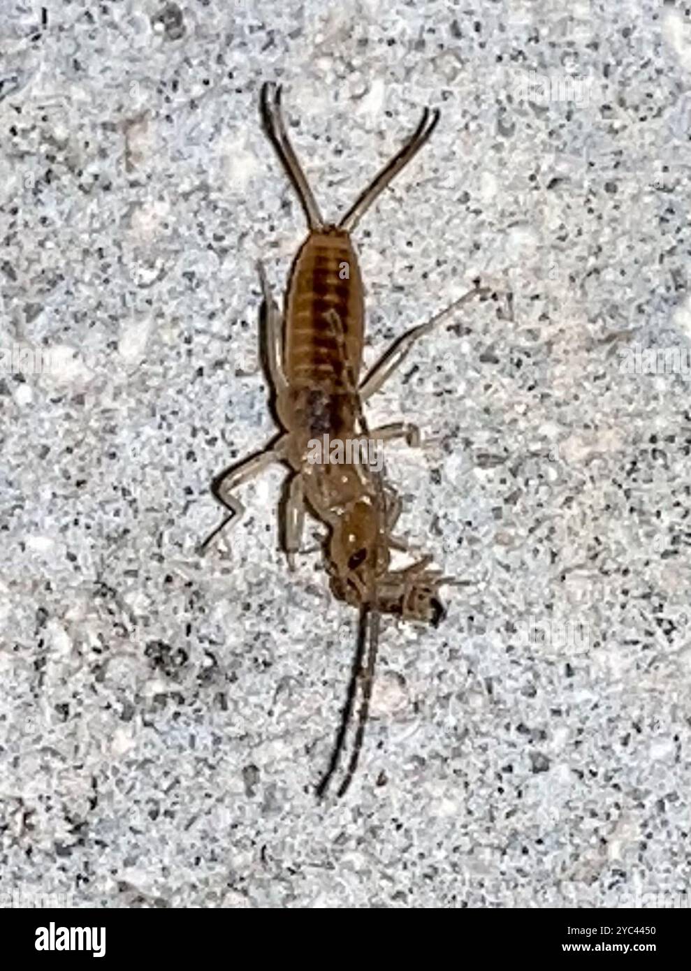 Shore Earwig (Labidura riparia) Insecta Stock Photo - Alamy