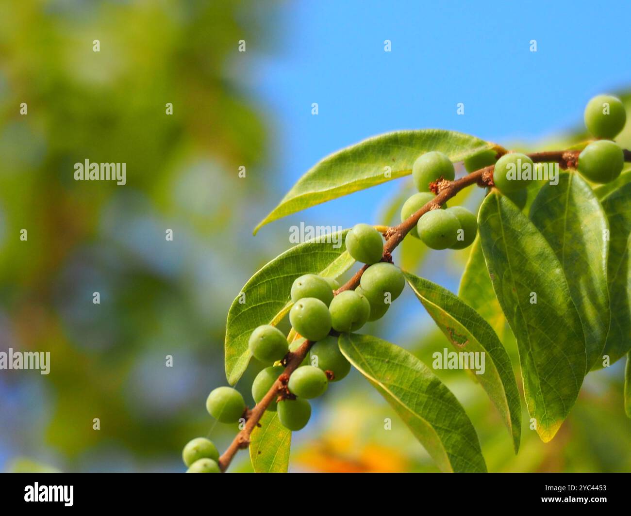Pop-gun Seed (Bridelia tomentosa) Plantae Stock Photo - Alamy