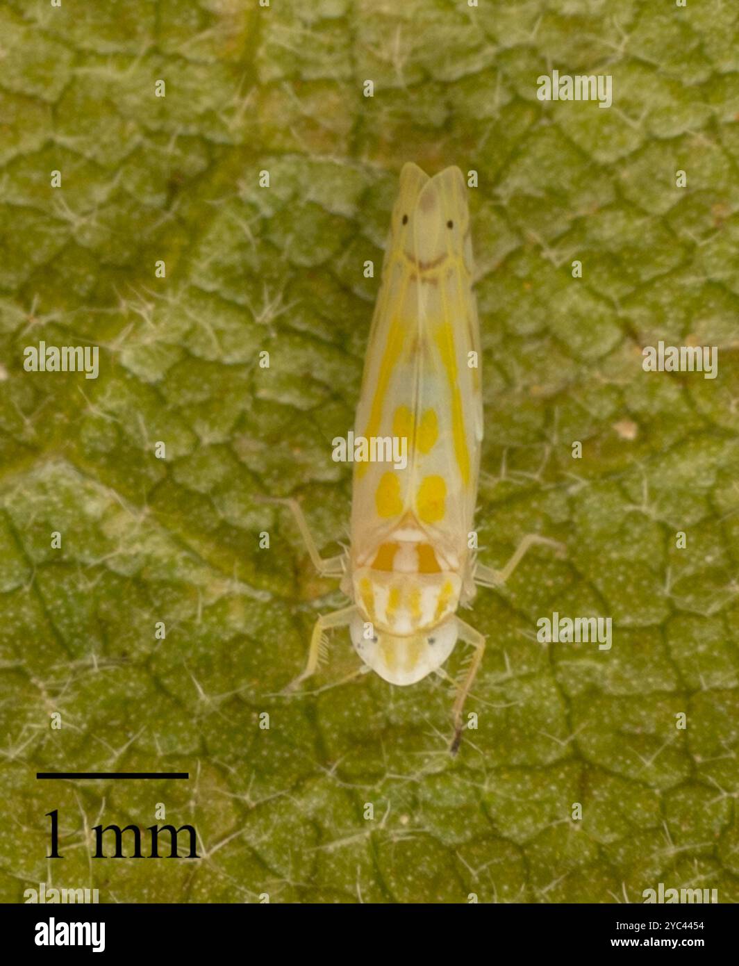 Sycamore Leafhopper (Alconeura quadrimaculata) Insecta Stock Photo - Alamy