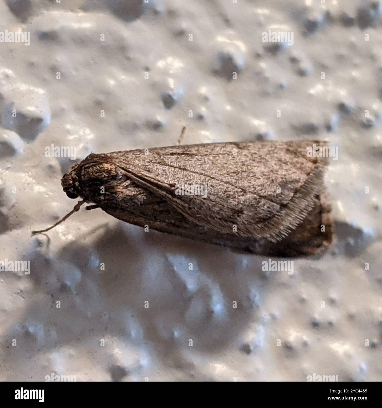 Fall Cankerworm Moth (Alsophila pometaria) Insecta Stock Photo - Alamy