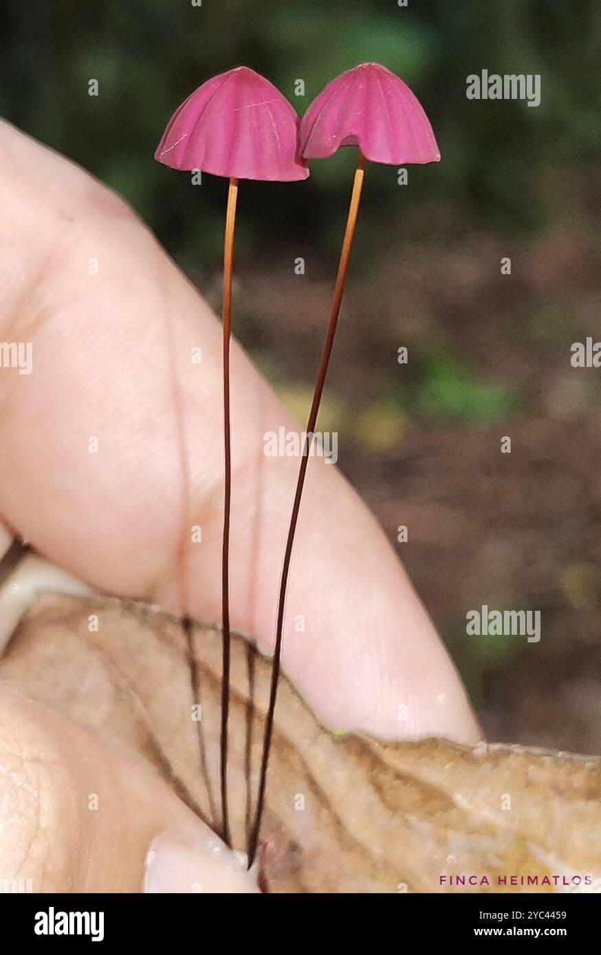 Haematocephalus hi-res stock photography and images - Alamy