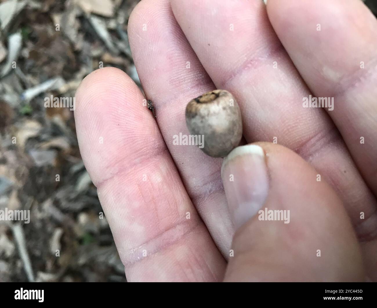 White Shin Oak (Quercus sinuata breviloba) Plantae Stock Photo - Alamy