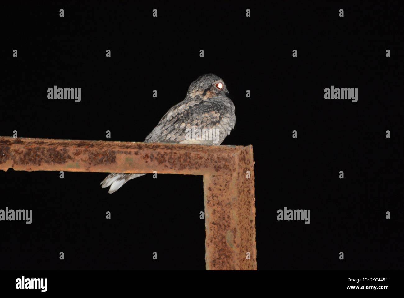 Caprimulgus indicus hi-res stock photography and images - Alamy