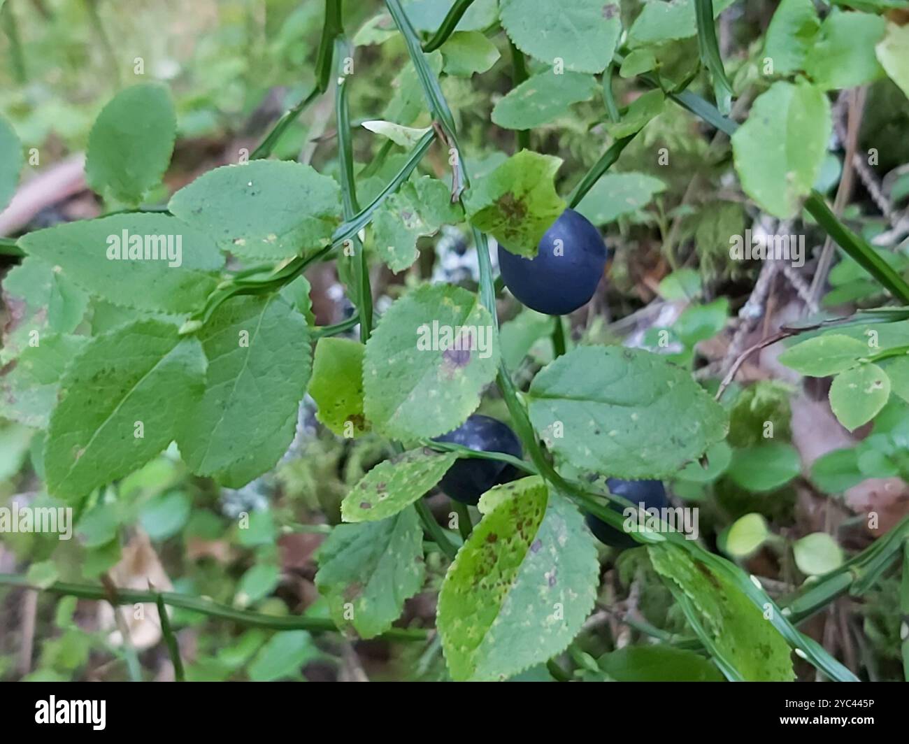 common bilberry (Vaccinium myrtillus) Plantae Stock Photo - Alamy