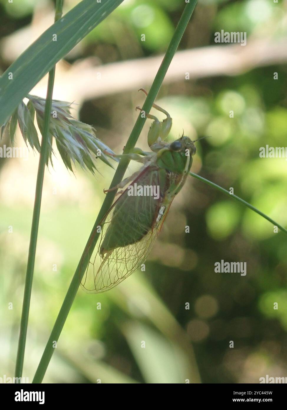 Variable Cicada (Kikihia muta) Insecta Stock Photo - Alamy