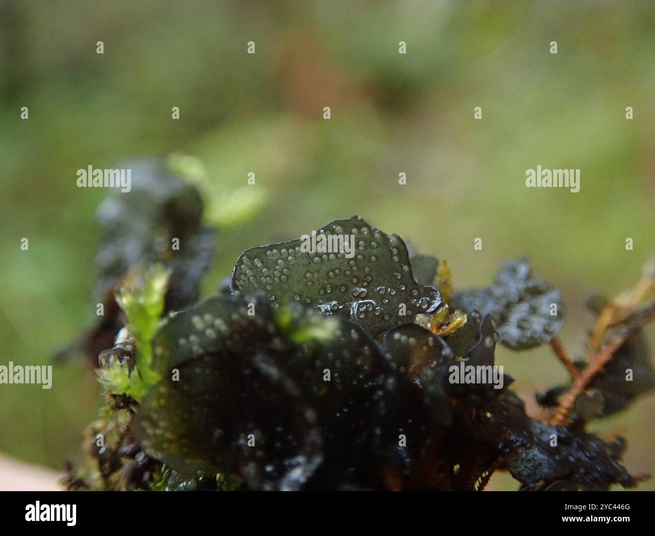 Batwing Vinyl Lichen (Scytinium platynum) Fungi Stock Photo - Alamy