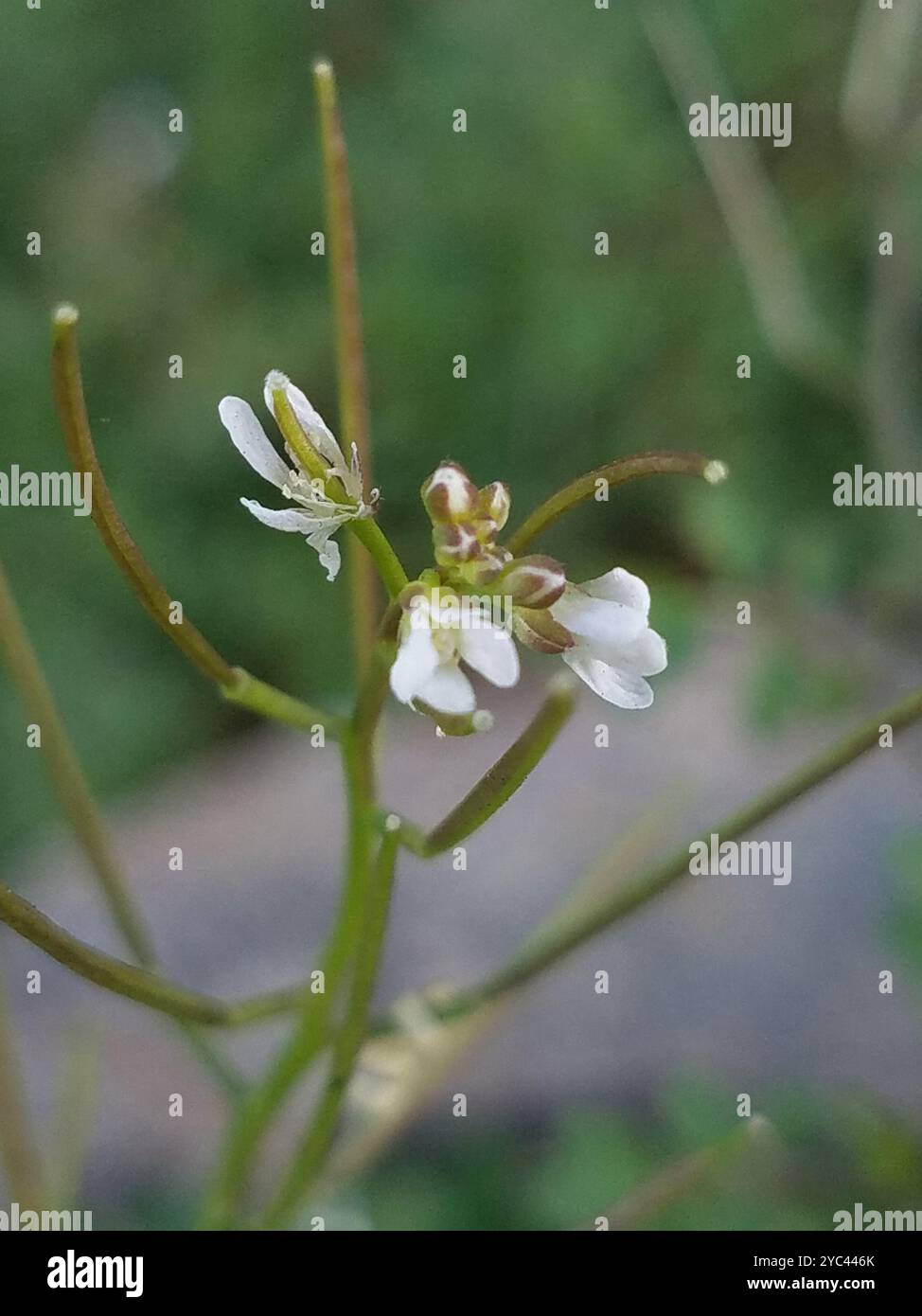 Nursery bittercress (Cardamine occulta) Plantae Stock Photo - Alamy