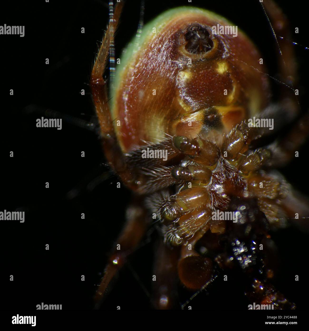 Araneus apricus hi-res stock photography and images - Alamy